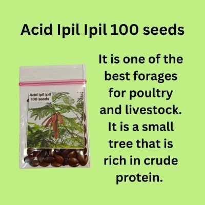 Acid Ipil Ipil 100 seeds Leucaena diversifolia | Shopee Philippines