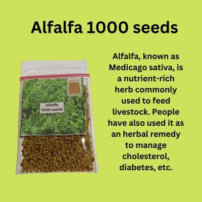 Alfalfa 1000 seeds Medicago sativa Forage seeds | Shopee Philippines