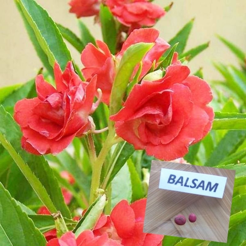 Balsam Flower Seeds (2Pcs/Pack) | Shopee Philippines