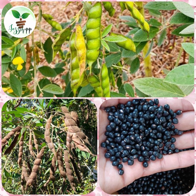 Black kardis / Kadyos seeds for planting | Shopee Philippines