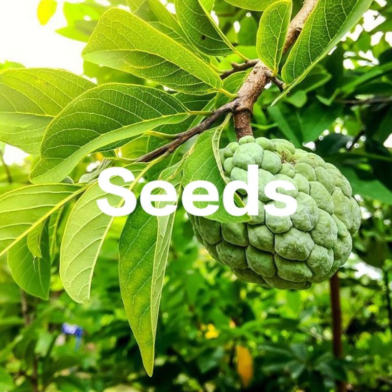 Atis Seeds 15 Pieces Sweet Sugar Apple Seeds High Germination Rate ...