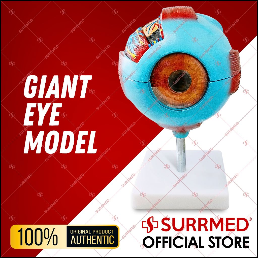 Giant Eye Anatomy Model( 6 Times) | Shopee Philippines