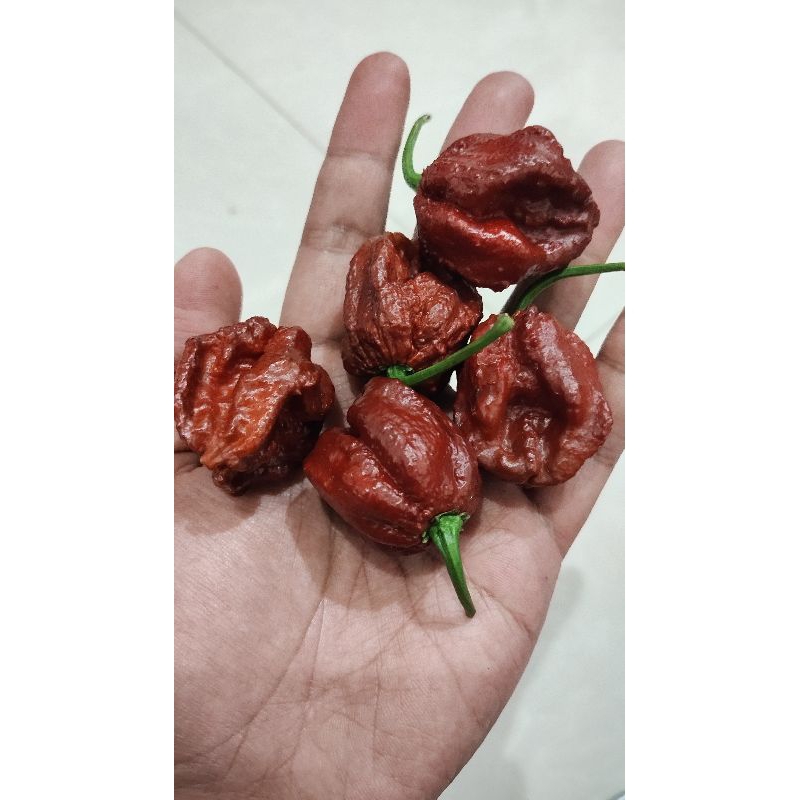 Chocolate Moruga Scorpions | Shopee Philippines