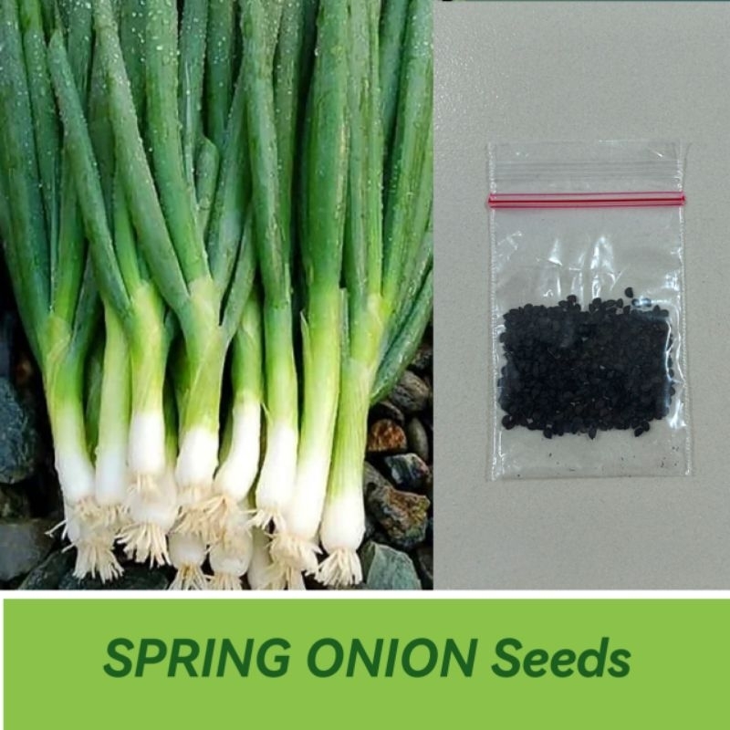 SPRING ONION SEEDS - JAKKOU Variety - High Quality Vegetable Seeds ...
