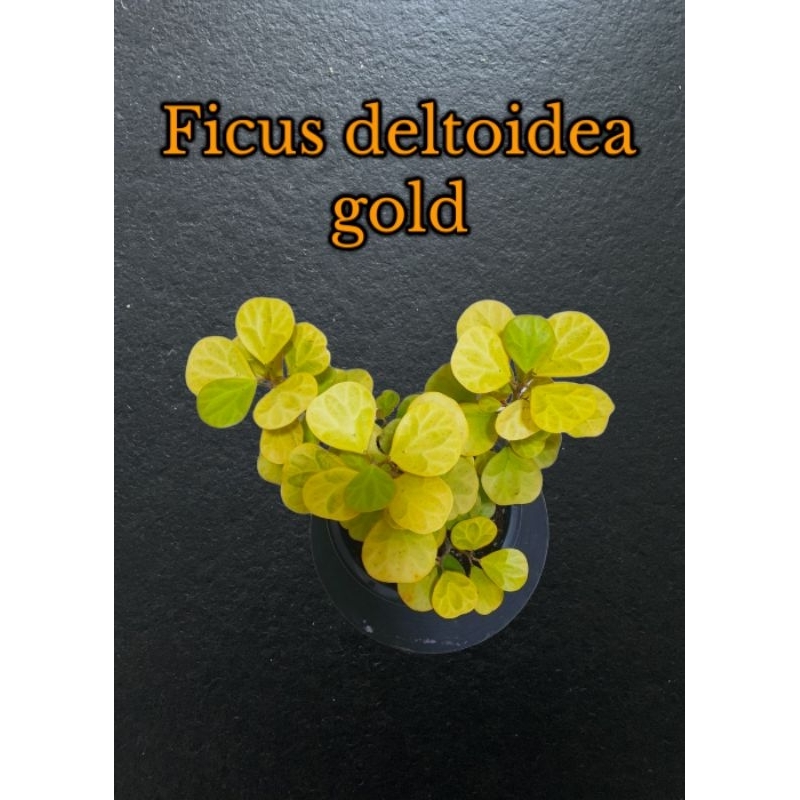 Ficus deltoidea gold | Shopee Philippines