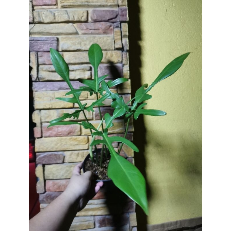 Philodendron Pedatum Glad Hands | Shopee Philippines