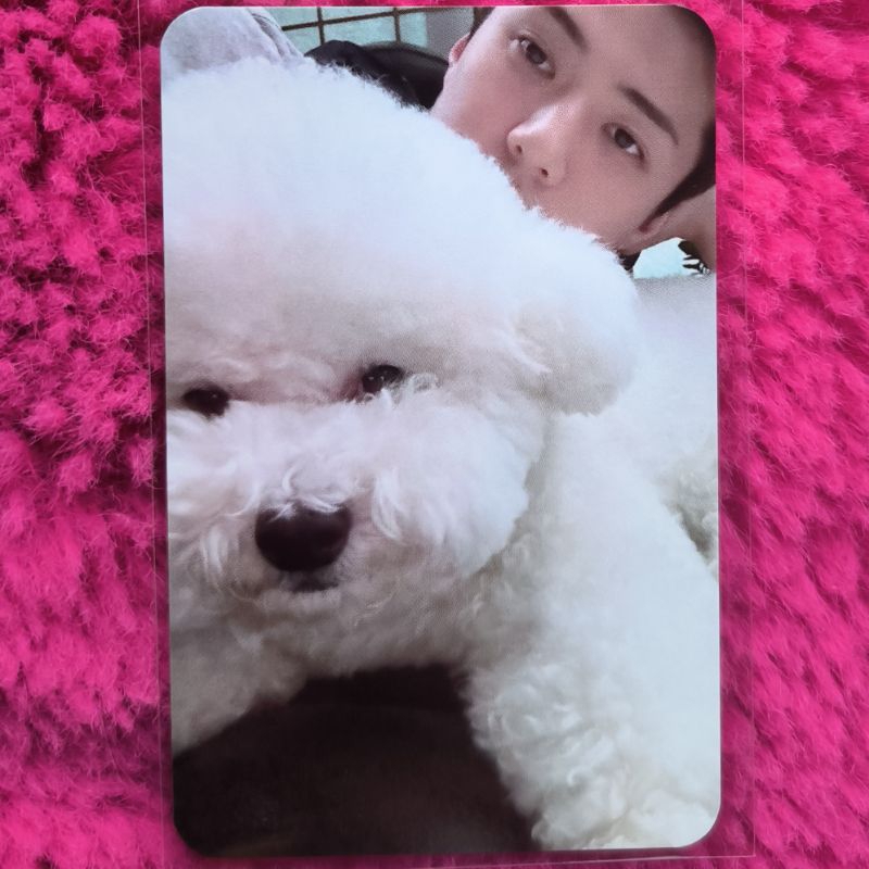 ONHAND EXO EXIST SEHUN EVERLINE LUCKY DRAW WITH VIVI THE DOG | Shopee ...