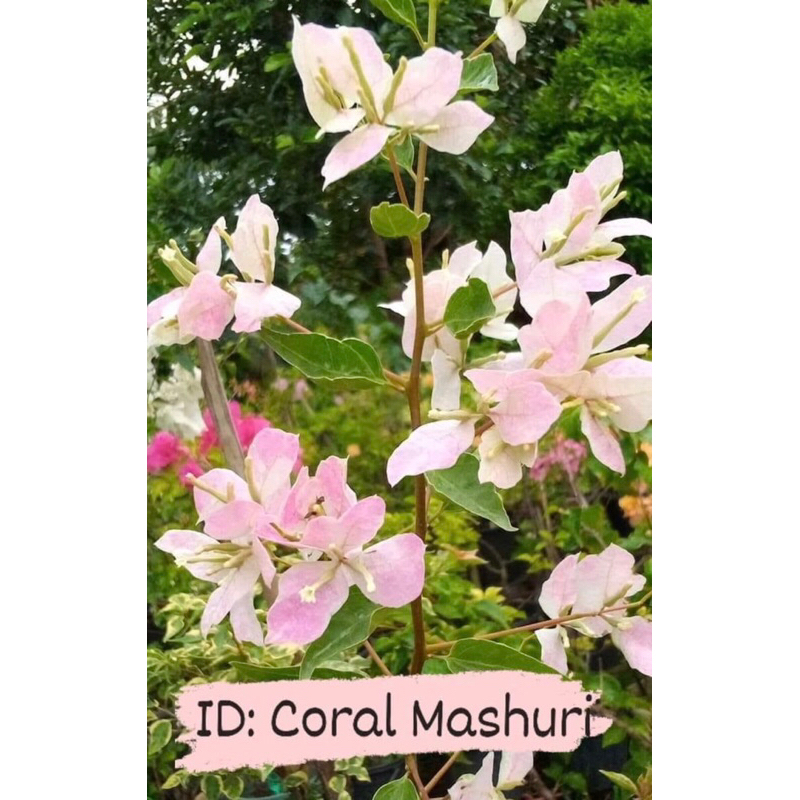 THE HOUSE OF BOUGIES ROOTED BOUGAINVILLAE CORAL MASHURI | Shopee ...