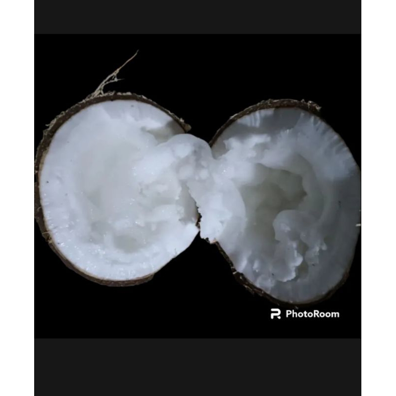 Macapuno coconut seedlings live plant | Shopee Philippines