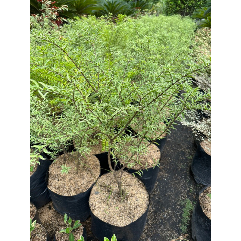 Variegated Imported Japanese Suamei / Swami / Water Jasmine | Shopee ...