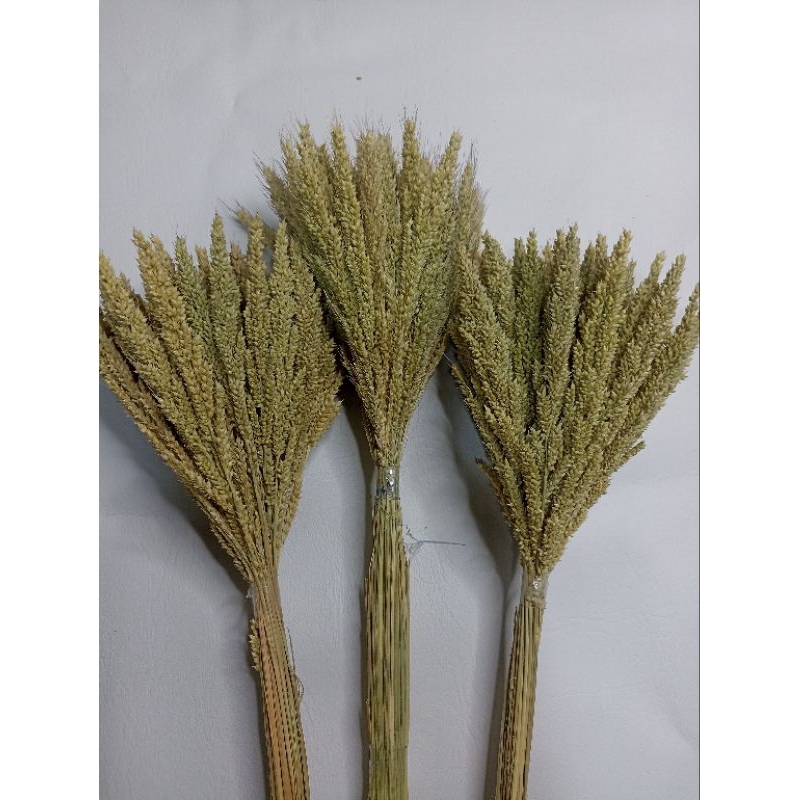 dried trigo sold per bundle 30 - 33 stem | Shopee Philippines