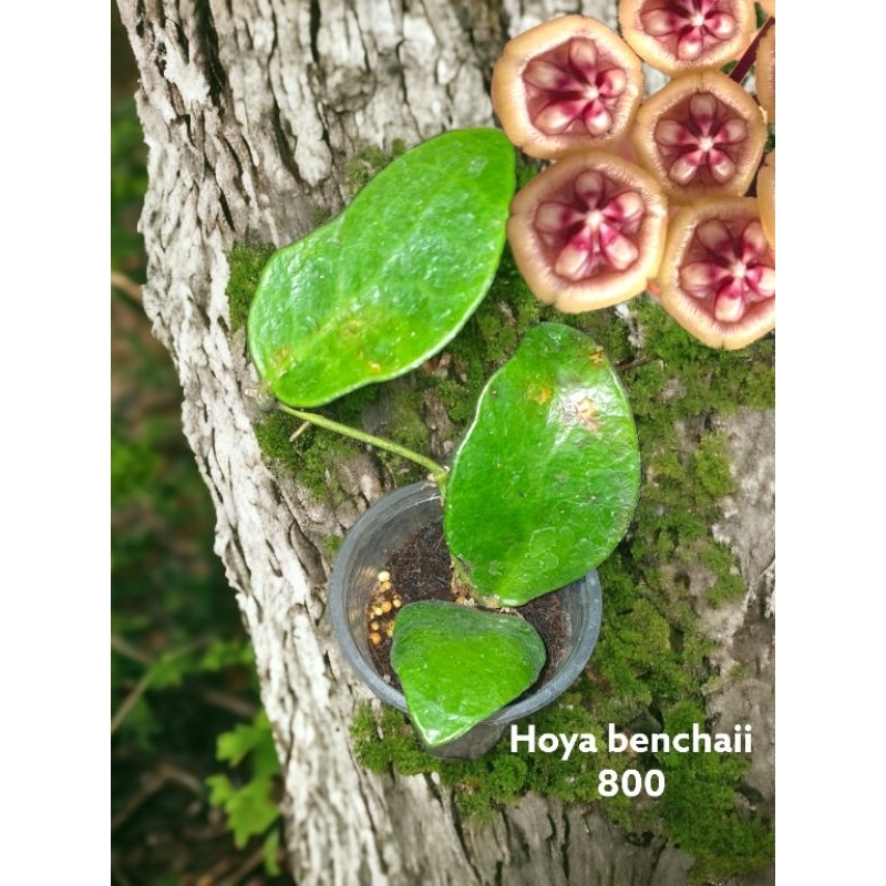 Hoya benchaii ( starter plants) | Shopee Philippines
