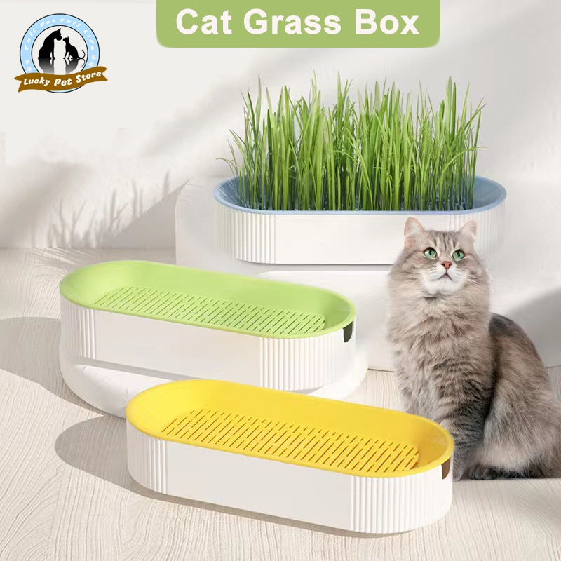 Cat Grass Seeds Catnip Grass Kit With Pot Wheat/Barleygrass Seeds Hydroponic With Tray Cat ...
