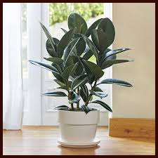 Ficus Elastica Bonsai live Plant | Shopee Philippines