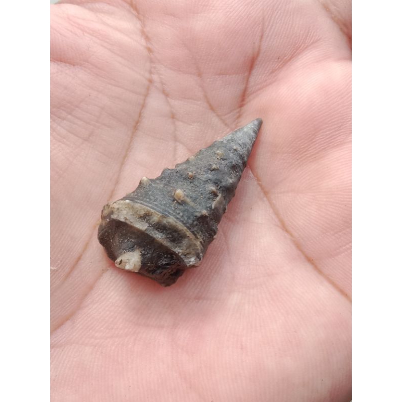 Shop suso shell for Sale on Shopee Philippines