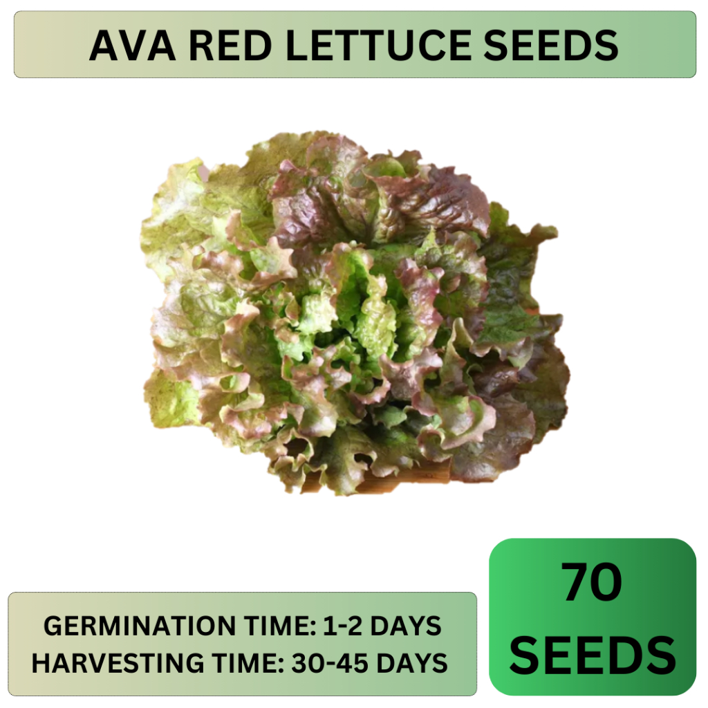 (SET 2) SULIT PACK! VEGETABLE SEEDS! (Pechay Tomato Mustasa Talong ...