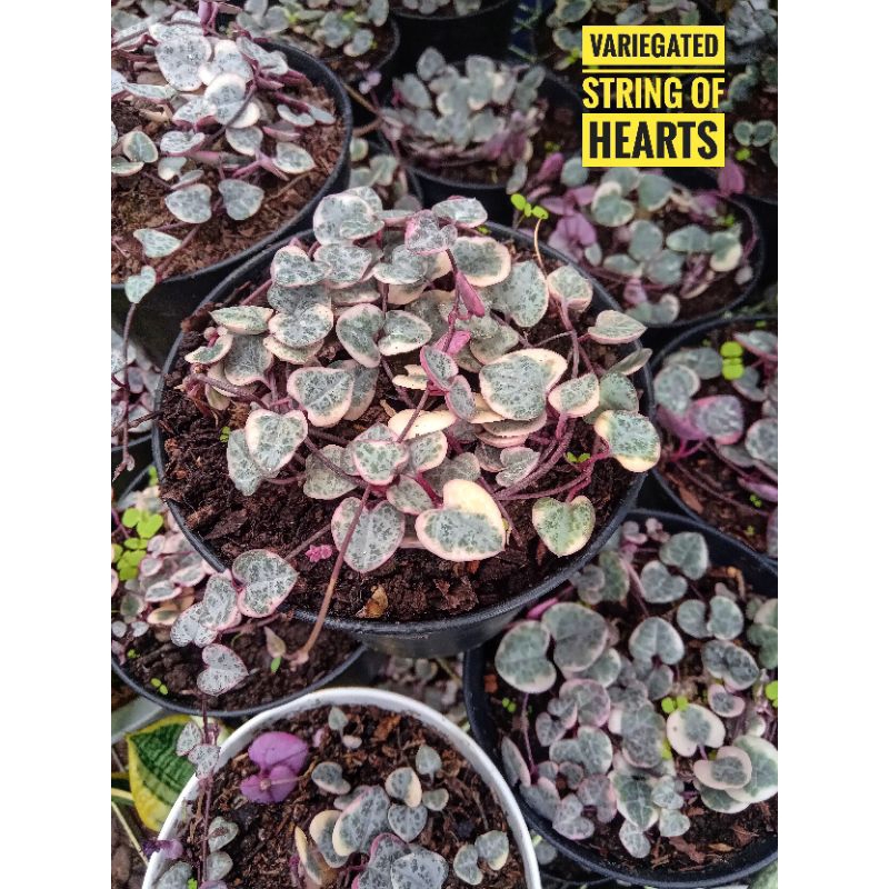 Variegated String of hearts | Shopee Philippines