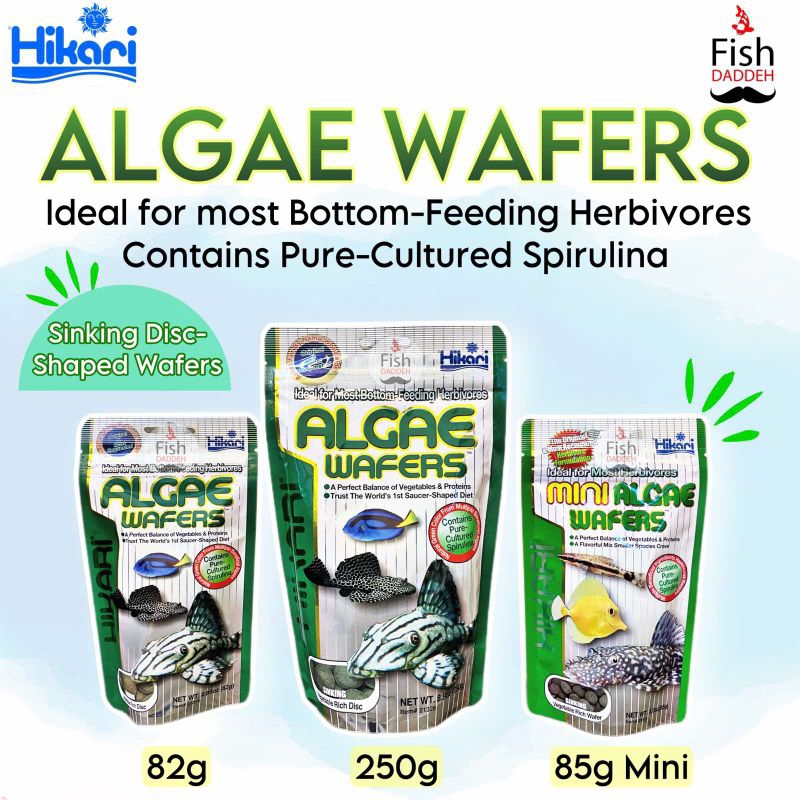 Hikari Algae Wafers Fish Food 82g 85g 250g | Shopee Philippines