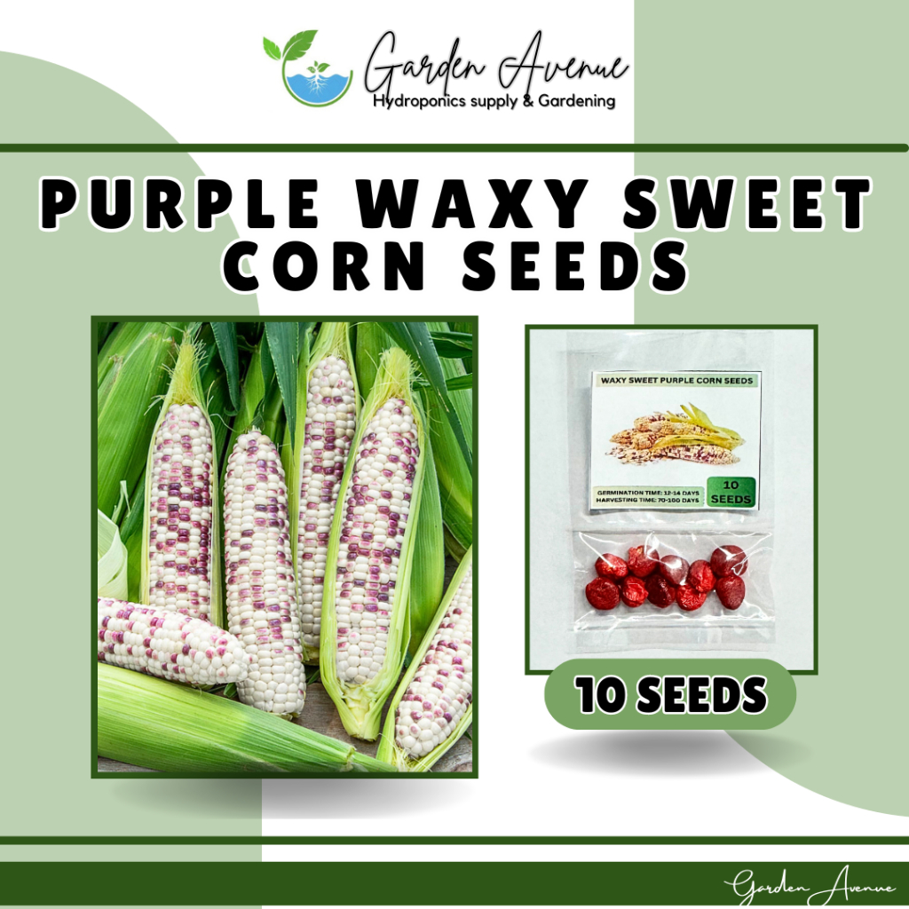 SULIT PACK! WAXY SWEET PURPLE CORN SEEDS (10 SEEDS) - GARDEN/FARMING ...