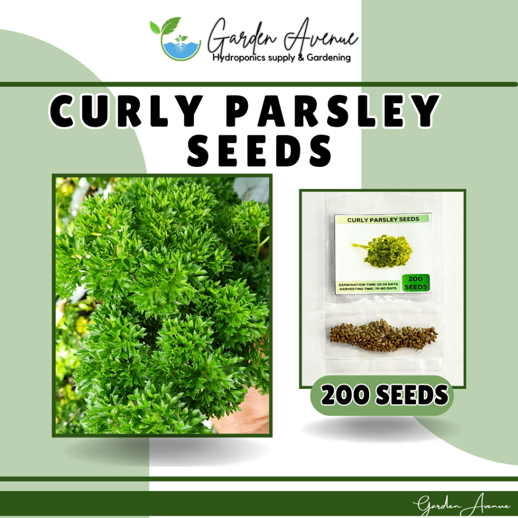 CURLY PARSLEY SEEDS (200 SEEDS) DECORA VARIETY/HIGH YIELD/HYBRID ...