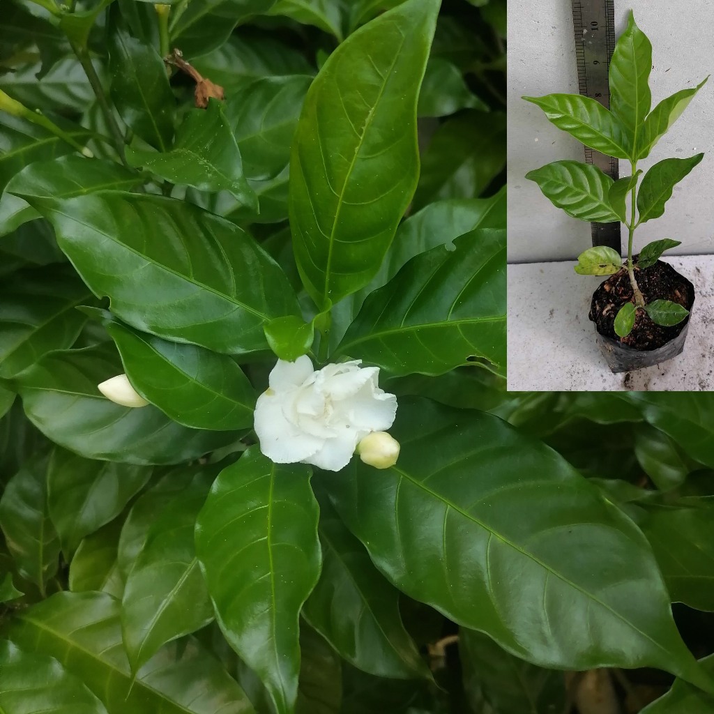Crape Jasmine | Tabernaemontana divaricata | Live Flowering Plant ...