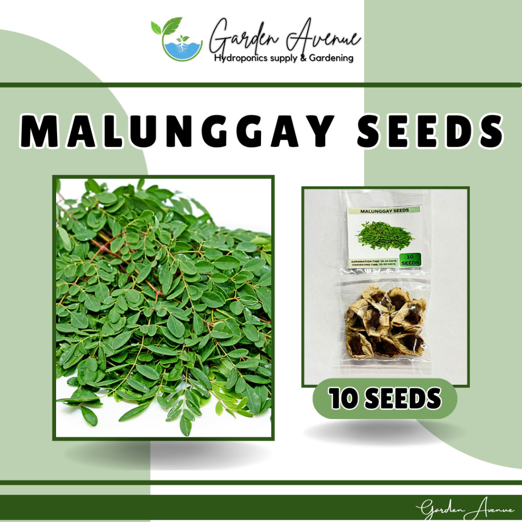 SULIT PACK! MALUNGGAY/MORINGGA SEEDS (10 SEEDS) - FOR PLANTING/EASY TO ...