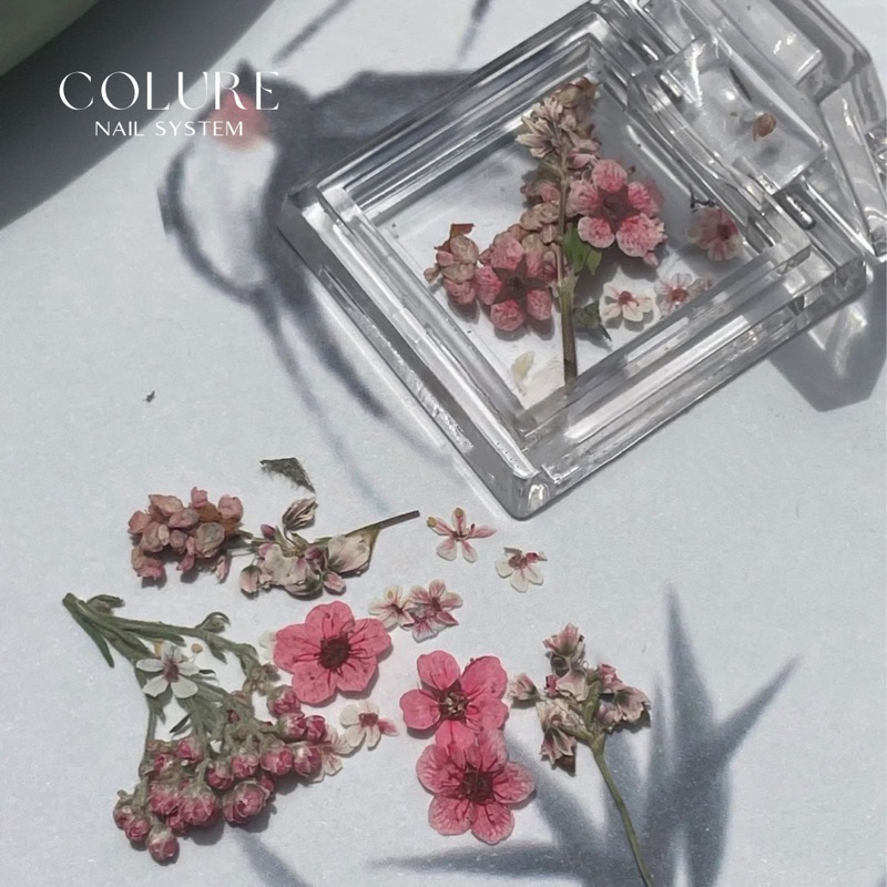 Colure Nail System Real Dried Flowers Nail Art Decoration (Part 1 ...