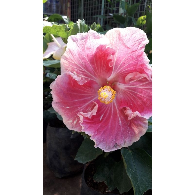 CES BON Gumamela (bigpot) | Shopee Philippines