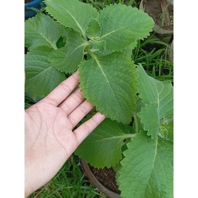oregano leaves freshly picked before shipment 50 pcs plus free BIG ...