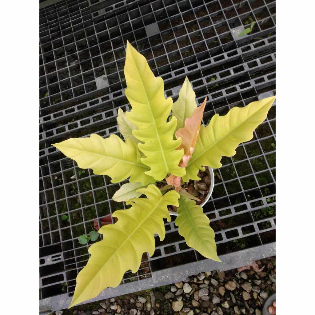 Philodendron Golden Serratum Goddess: Exquisite Philodendron with ...