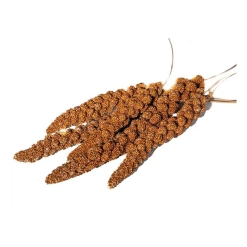 RED SPRAY MILLET ( 100g, 250g, 500g, 1kg available ) | Shopee Philippines