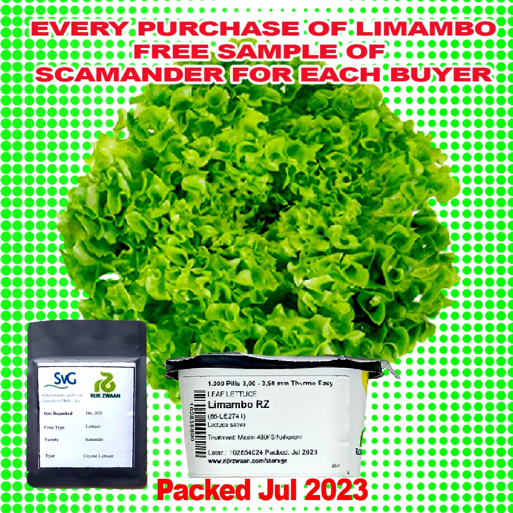 Limambo Lollo Bionda Green Lettuce by RZ (ORIGINAL PACK) with free ...