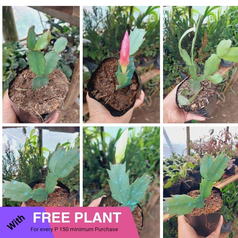 Crab Cactus/ Christmas Cactus/ Easter Cactus Different Flower Regular ...