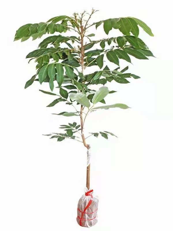 High quality grafted longan seedlings potted, longan with red skin and ...