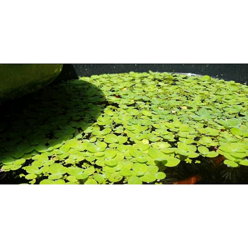 Aquatic Guppy Grass and Guppy Plants | Shopee Philippines