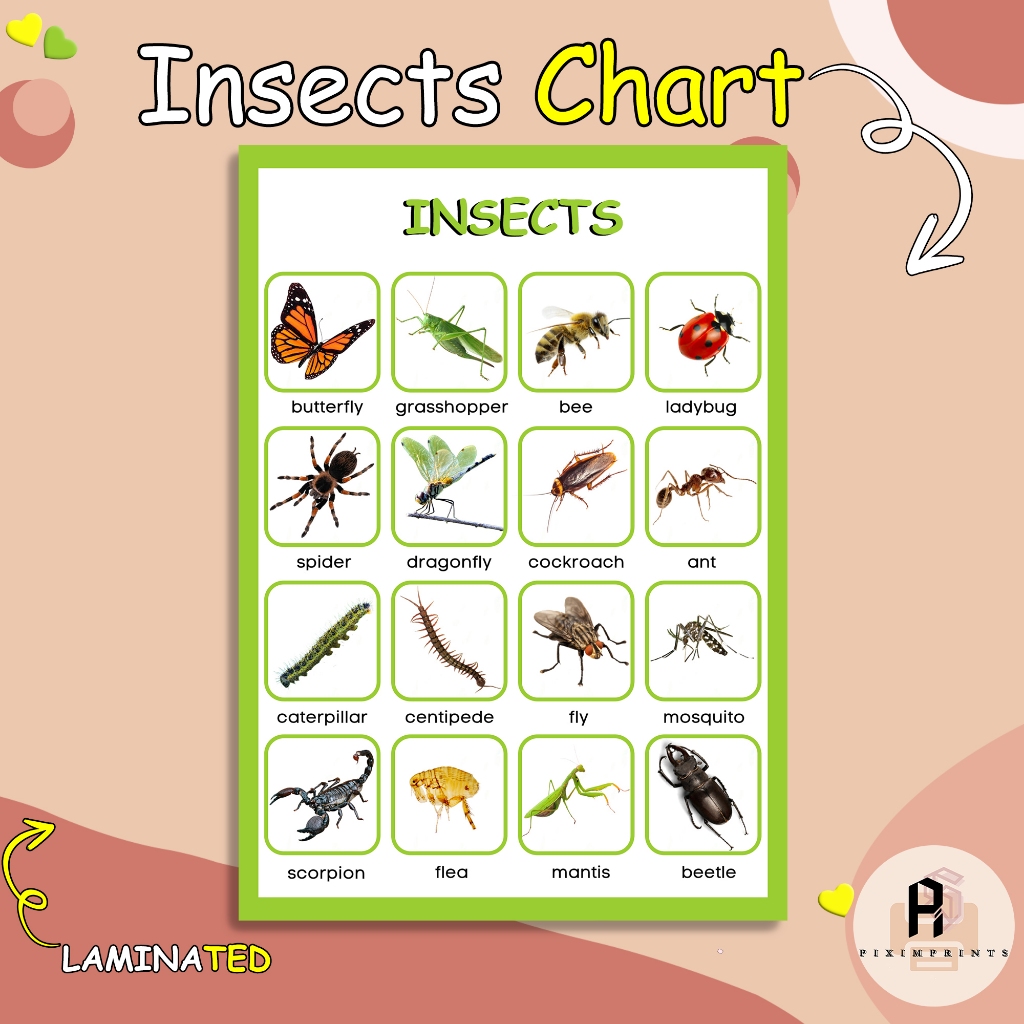 Insects Chart Learning Materials for Kids (Laminated) | PiXimprints ...