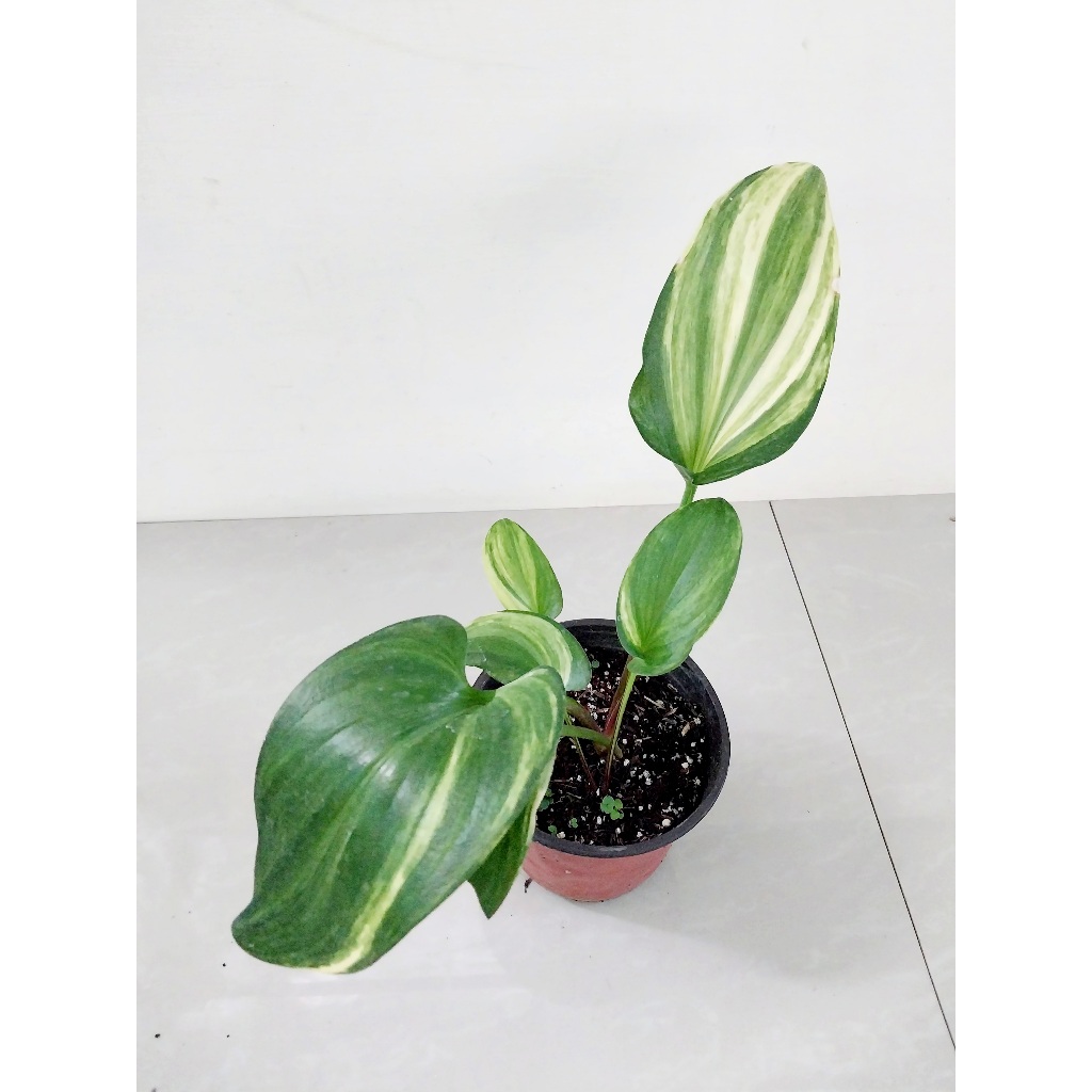 Drimiopsis Maculata Variegata ( Variegated Leopard Lilly ) / Variegated ...