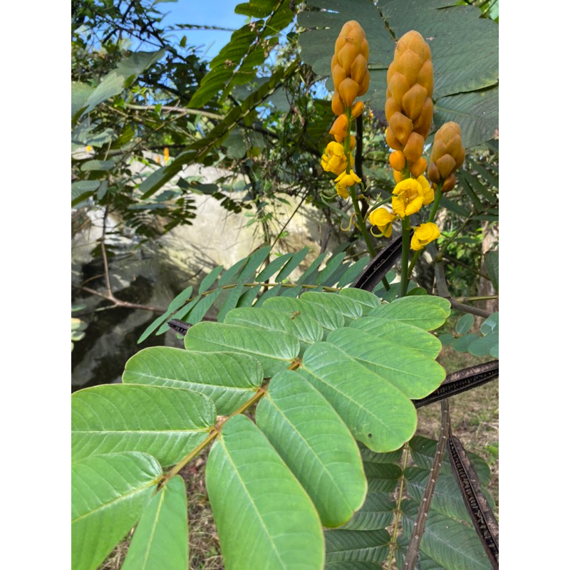 Akapulko Leaves 70pcs for only 100pesos | Shopee Philippines