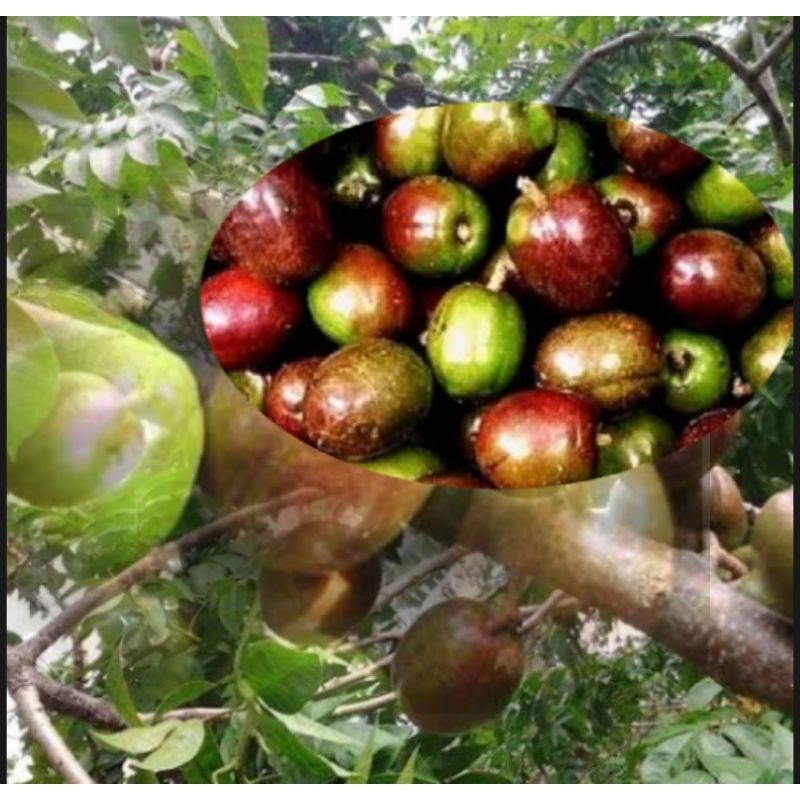 Siniguelas seeds/ Sirguelas (50pcs) | Shopee Philippines