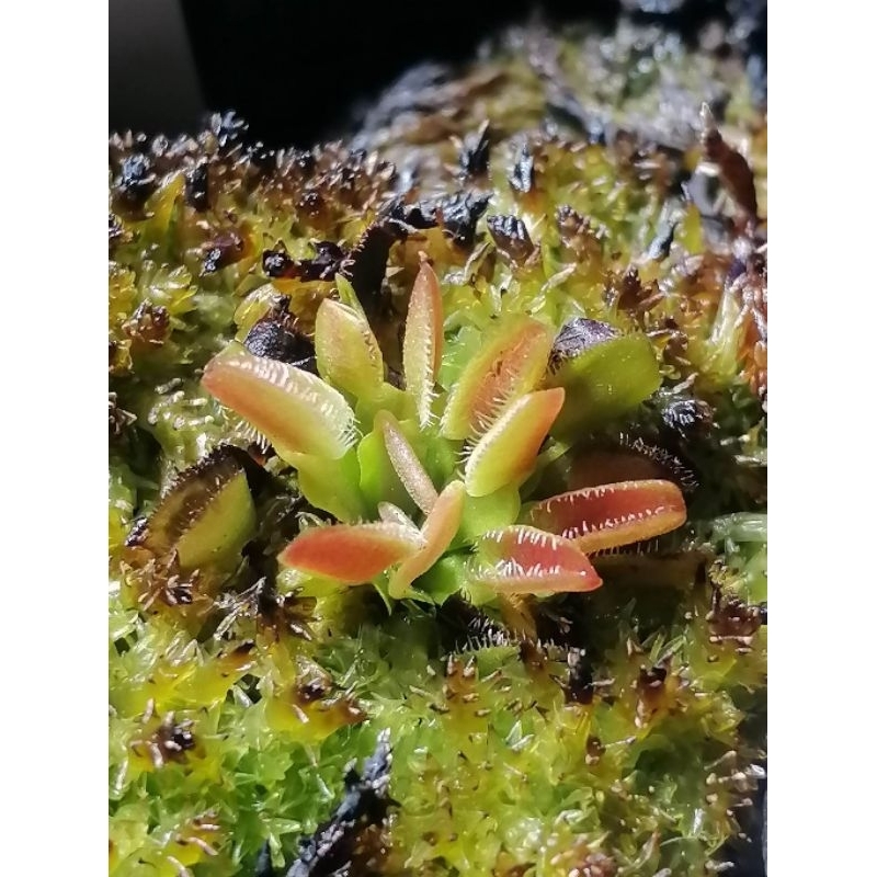 Venus Flytrap FIAMMA | Shopee Philippines