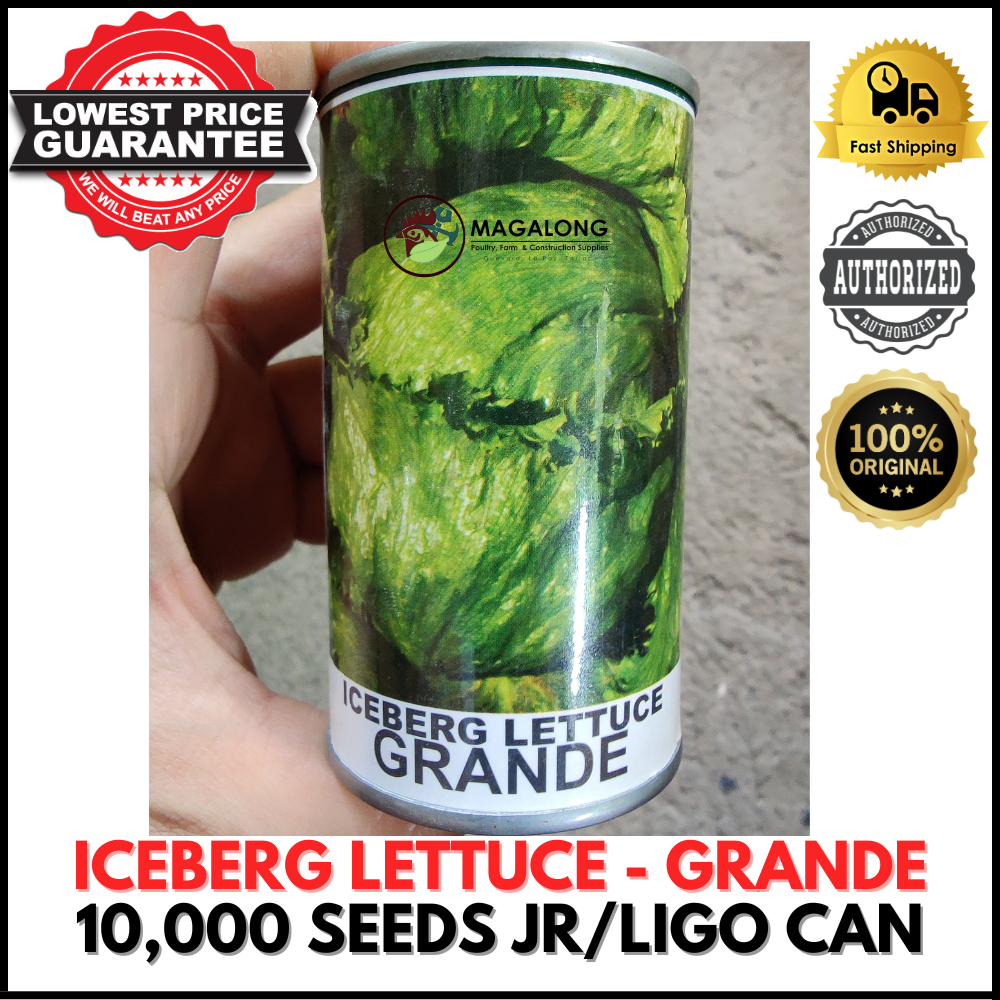 CONDOR SEEDS - ICEBERG LETTUCE SEEDS - GRANDE 10,000 Seeds - JR CAN ...