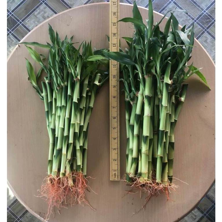 [BUY 1 GET 1 FREE] Lucky Bamboo per piece for wealth and good luck ...