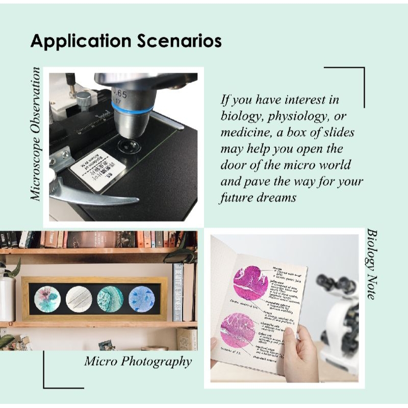 Microscope Slides Animals Microb Specimen Slides | Shopee Philippines