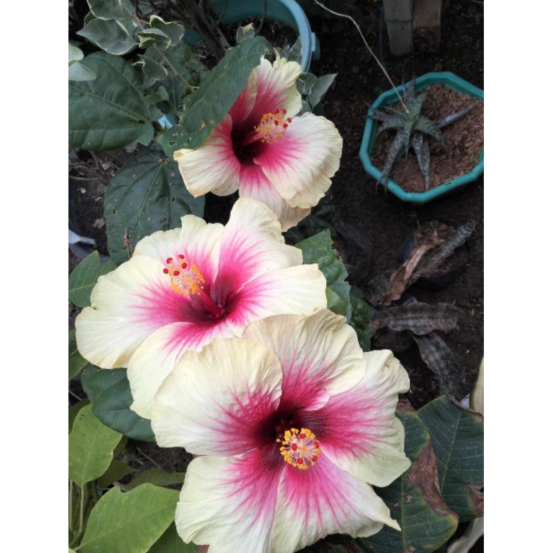 papaya hibiscus gumamela collection | Shopee Philippines