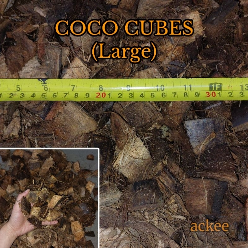 COCO CUBES (Large) | Shopee Philippines