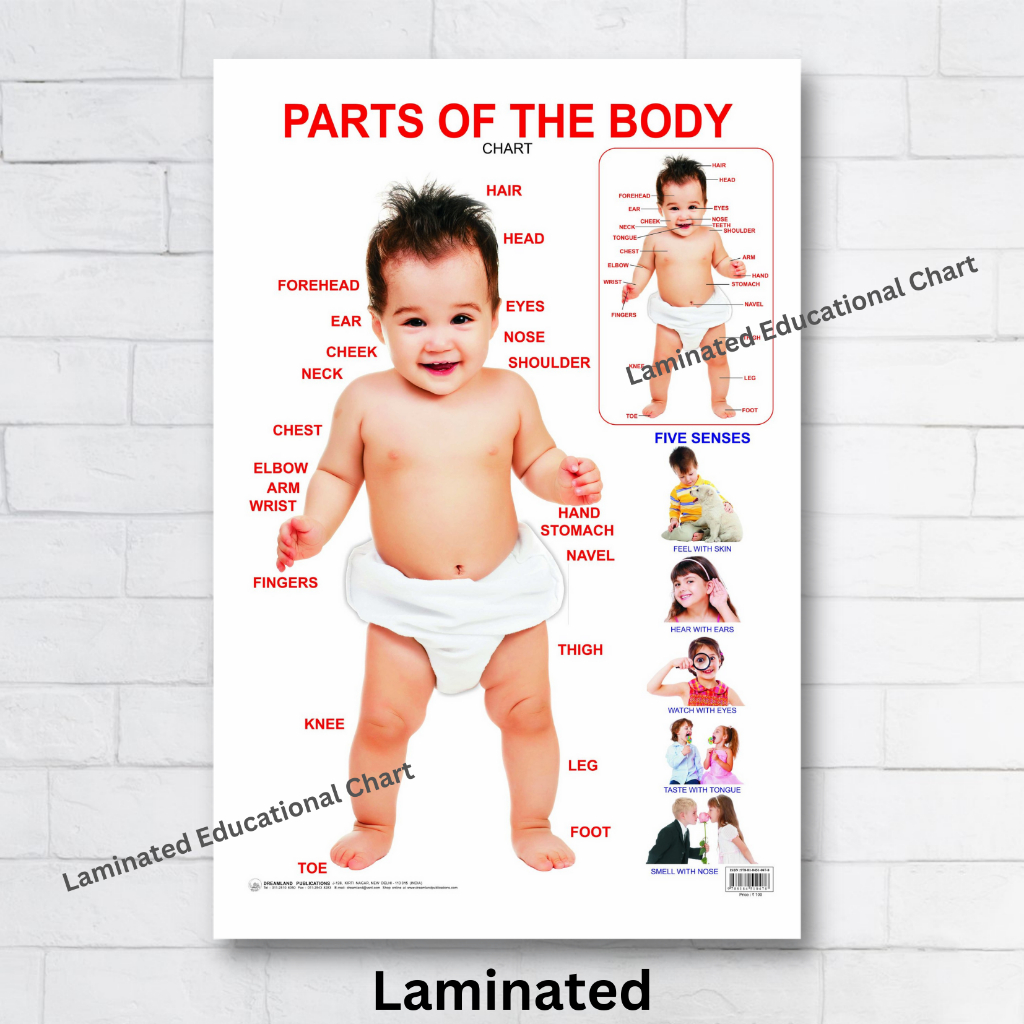 Laminated Parts of the Body Charts, Educational Charts for Kids ...