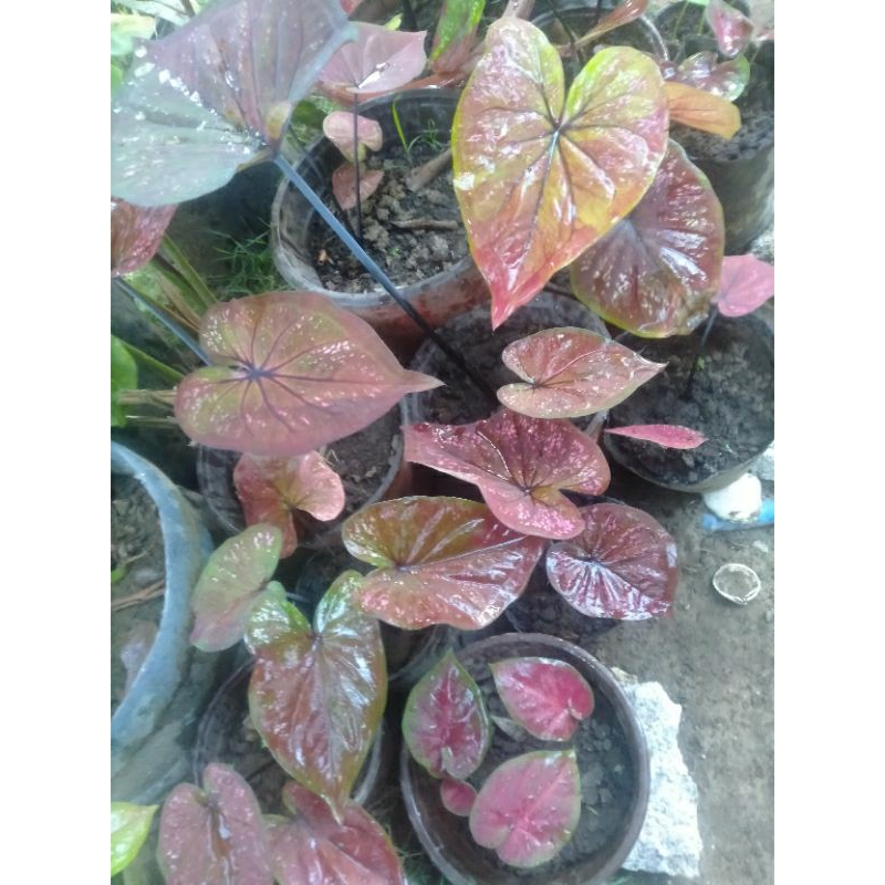CALADIUM BLACK MAMBA LIVE PLANT (Small-Medium-Big). | Shopee Philippines