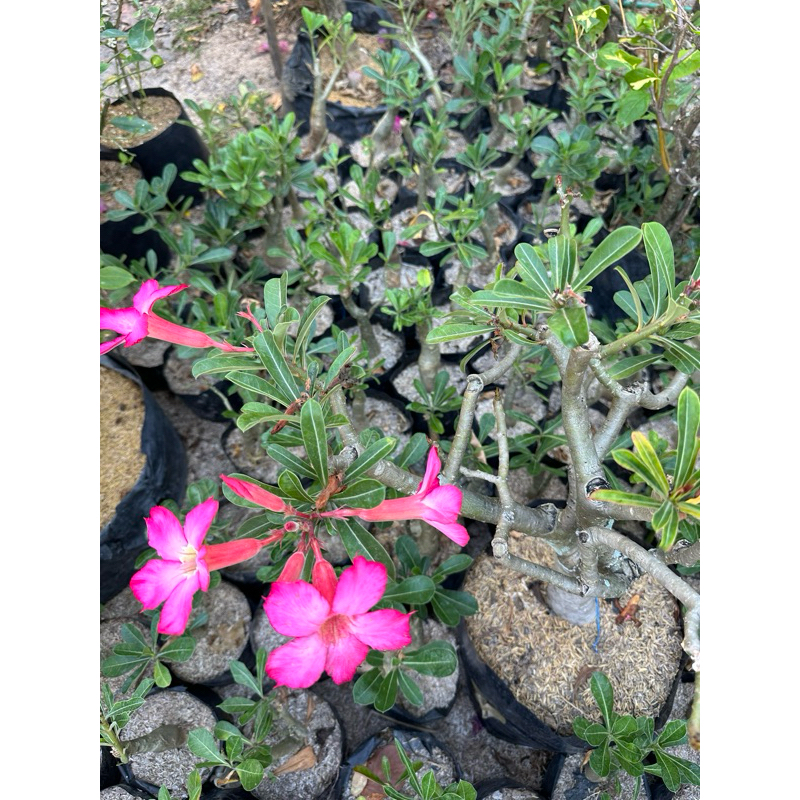 Adenium Pink Kalachuchi | Shopee Philippines