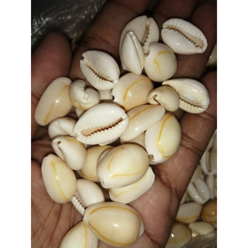 Real Seashell l Sigay Gold l 500g l 1kg | Shopee Philippines