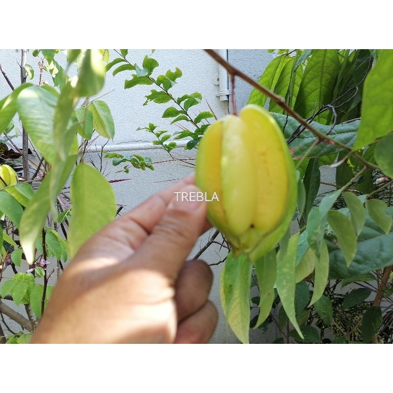 Sweet Balimbing seeds, 3 seeds/pack | Shopee Philippines